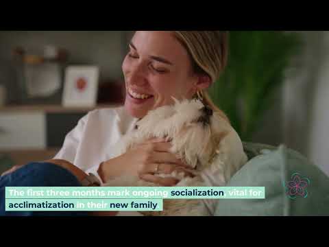 Master the 3-3-3 Rule for Rescue Pets: Essential Tips