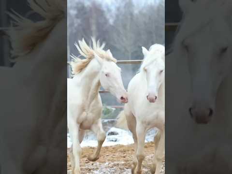 White Horse: A universal symbol of purity and victory #2023 #beautiful #shortvideo