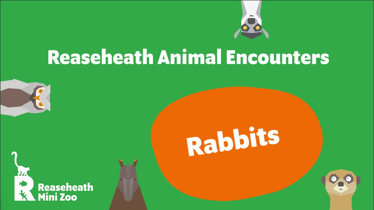 Reaseheath Mini Zoo Animal Encounters - Rabbits