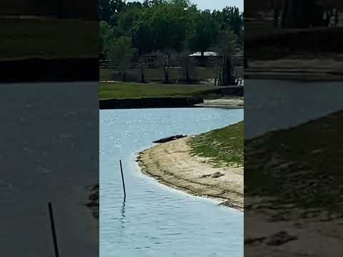 Gator Sighting in Spanish Springs Area The Villages | The Villages Florida #shorts #thevillages