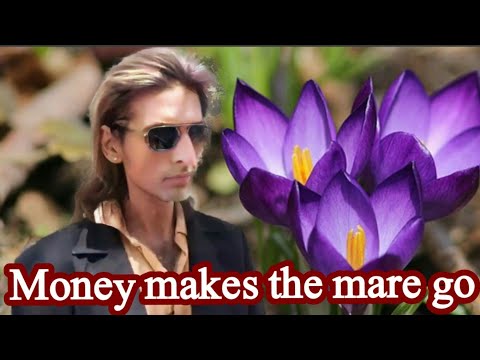 Money makes the mare go