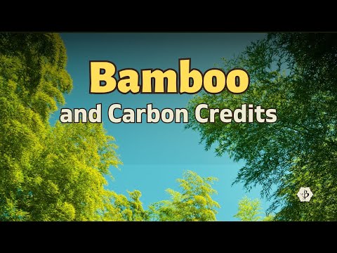 Bamboo and Carbon Credits: Cleaning up by cleaning the air