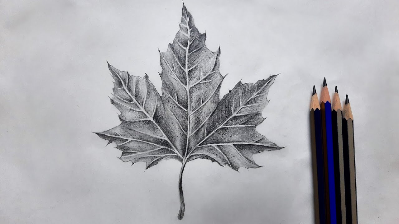 How to draw a leaf and add texture to it using pencils