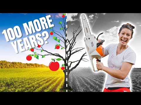 Restoring an ABANDONED Orchard