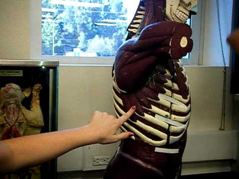 Muscles of the Chest Region