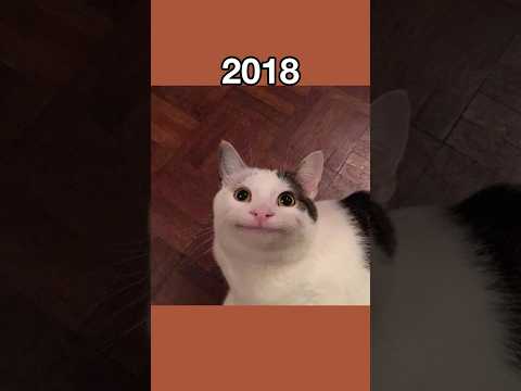 Legendary Cat Memes (then vs now) #shorts