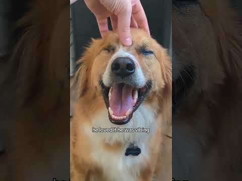 π±πΆ Vinny's CBD Adventure: Happy Hemp CBD Dog Treat & CBD Oil for Dogs Review! π #madeintheusa