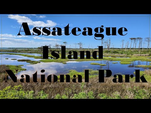My Place: Assateague Island (Maryland) and Ocean City