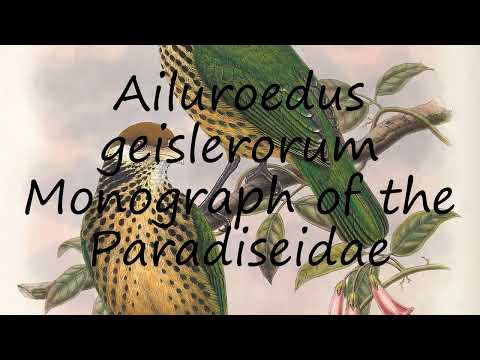 How to pronounce Ailuroedus geislerorum Monograph of the Paradiseidae in English?