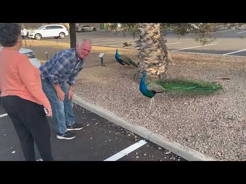 Peacocks at Sahuaro Ranch, Glendale, AZ