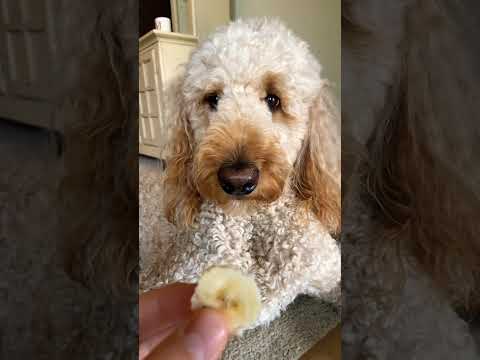 Poodle Gently Eating Banana 🥰 #shorts