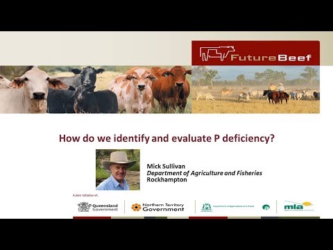 How do we identify and evaluate phosphorous deficiency in grazing cattle.