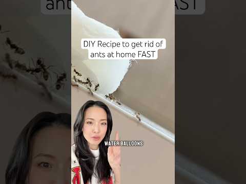 DIY ant trap recipe with borax 🐜