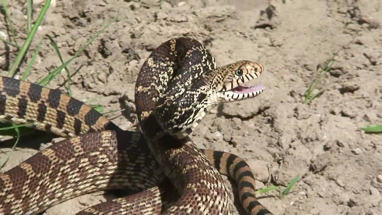 Bullsnake
