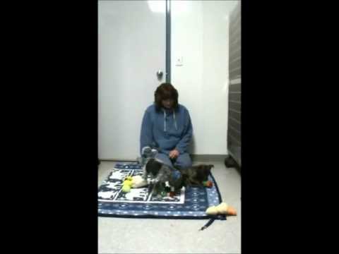 ADOPTED - thank you! PUPPIES - DONNER