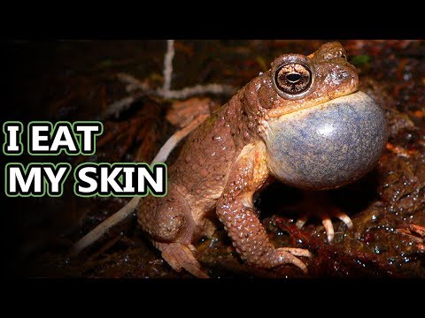 North American Toad facts: warts and all! | Animal Fact Files