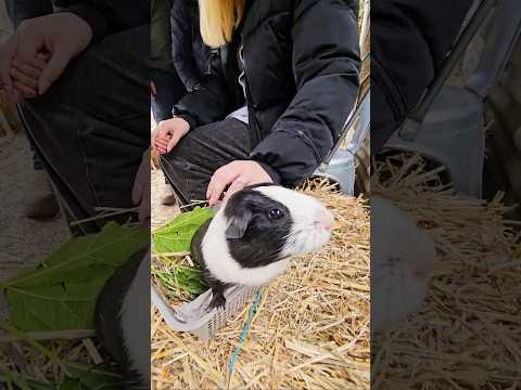 Collingwood Children's Farm #melbourne #thingstodo #mustdo #kidsactivities #toddlers #kidsfun