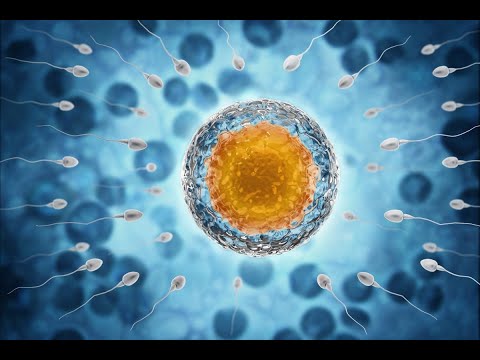 Influential Study of Green Tea Leaf Extracts (Camellia sinensis L.) on Male Reproductive..