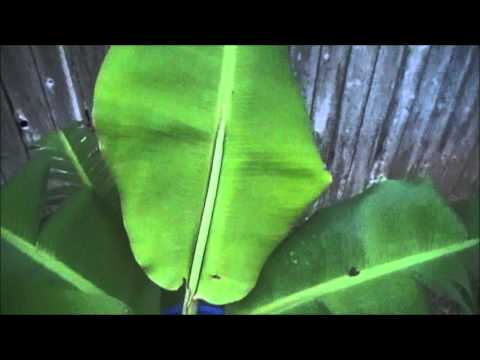 My Banana plant varieties