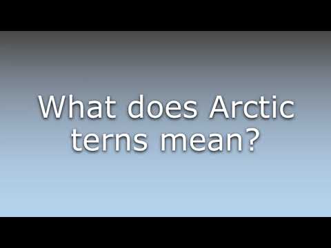 What does Arctic terns mean?