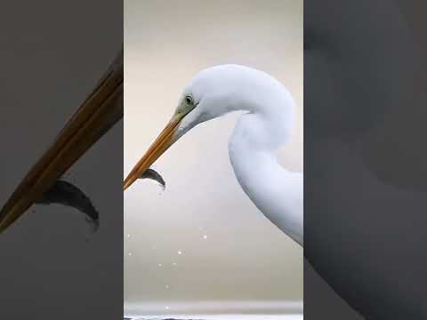 Crane birds in 4k · Wildlife