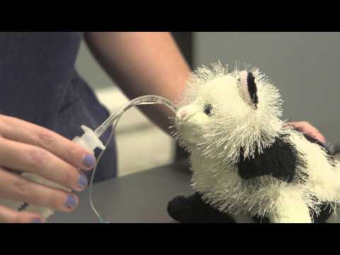 Procedure for Spaying Cats : General Cat Health