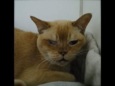 Theingi, an adoptable Burmese Cat at the MSPCA at Nevins Farm