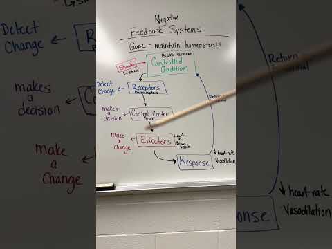 Negative Feedback Loop