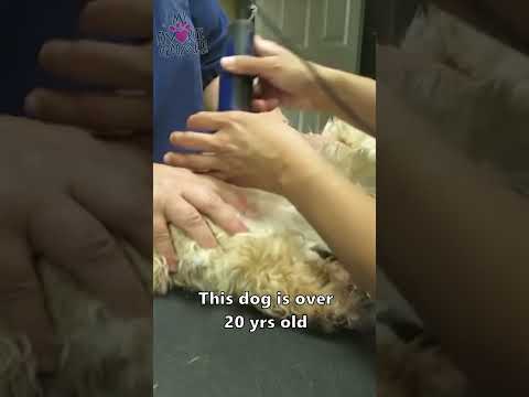 20 year old dog grooming