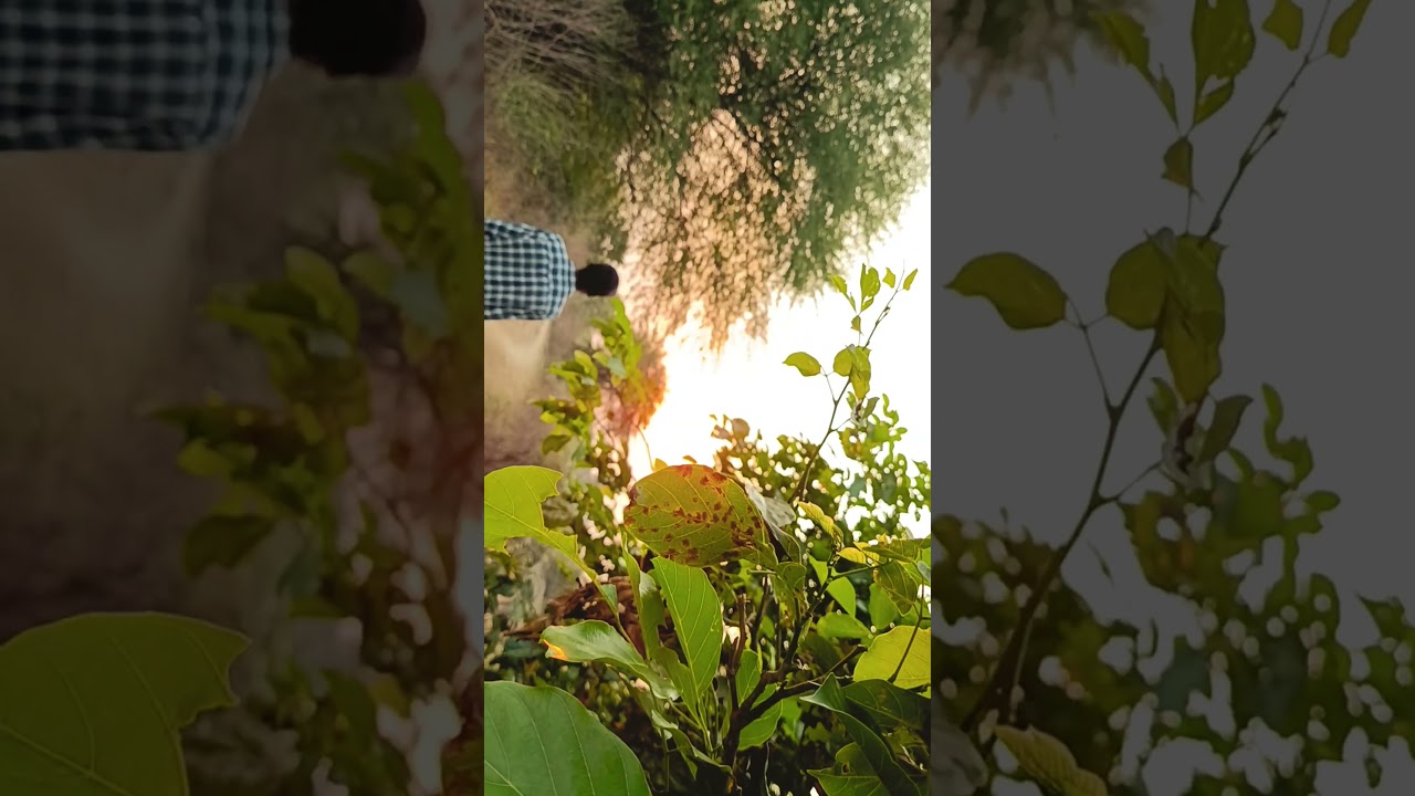 Nature Cinematic Video||Random Frames #randomfremes #cinimatic #1m #way2status