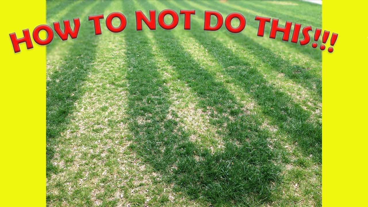 How To Use A Spreader For Fertilizer!!!