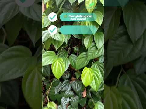 Tanaman rumahan, khasiat luar biasa.Kamu udah punya daun sirih di rumah?#tanamanobat #daunsirih