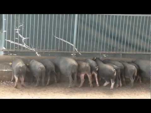 Native pig « The Phil. Native Pig Project