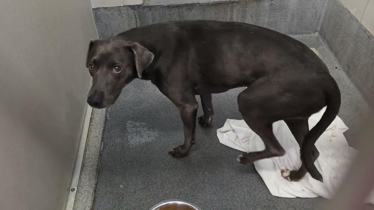 Acs A807274