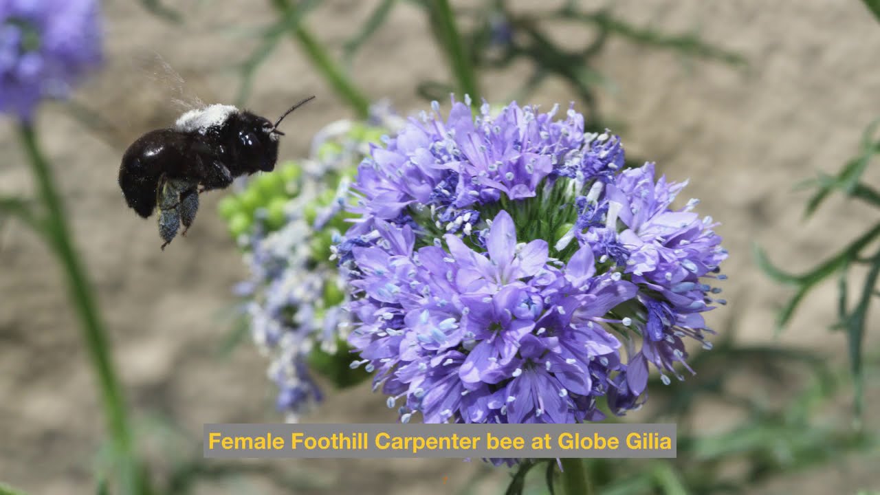 Carpenter Bees, Large and Small