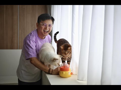 Celeb Pawrents: Dennis Chew's Toyger Cat Wins 8 Awards in First Cat Competition!