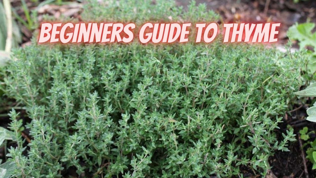 How to Grow Thyme, Another GREAT Companion Plant || DHBG