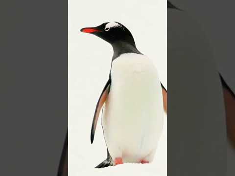 what is the Penguin bird?