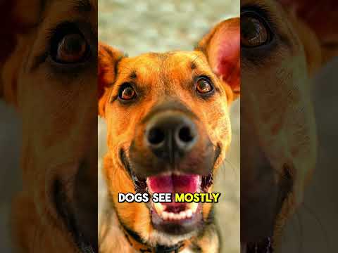 Dogs See the World Differently!