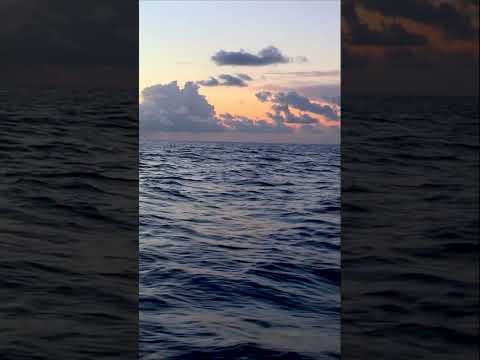 Dive into the beauty of the sea through words #findyourcalm