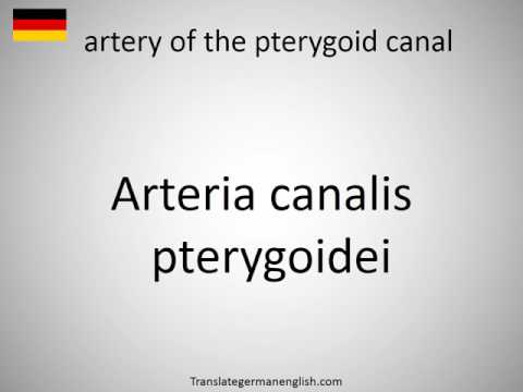How to say artery of the pterygoid canal in German?