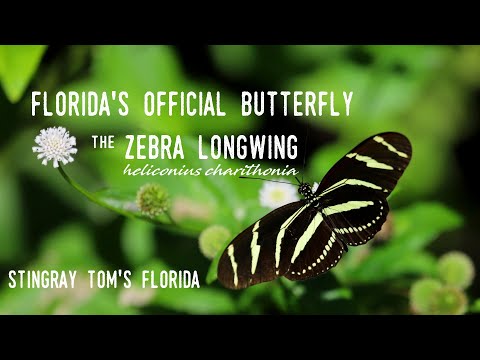 The Zebra Longwing: Florida State Symbols Part 8 - A Take 5 for Florida History 11