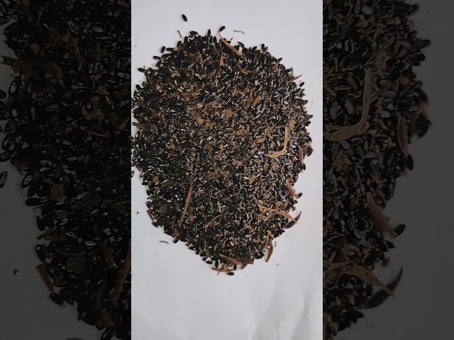 Tree Seed - Shisham Tree Seed ( Dalbergia Latifolia ) Trader ...