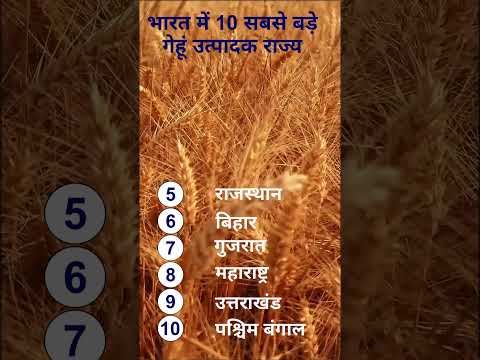 Top 10 Wheat Producing States || India