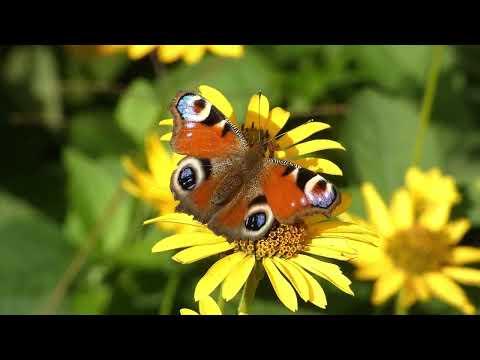 What Is The Spring Equinox? | When is The Official First Day Of Spring | #springequinox