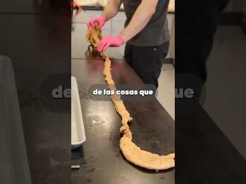 ASÍ es el tracto digestivo