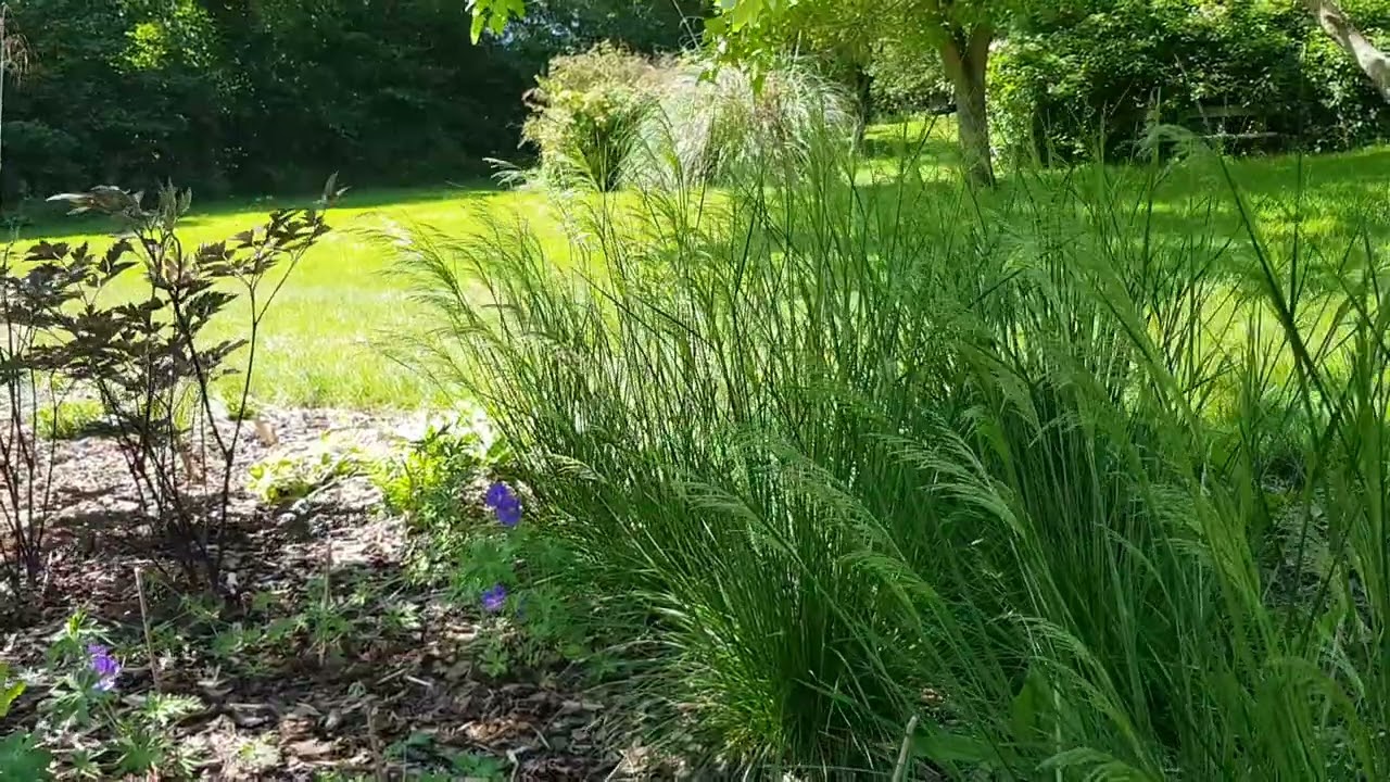 Grasses: Deschampsia Goldtau
