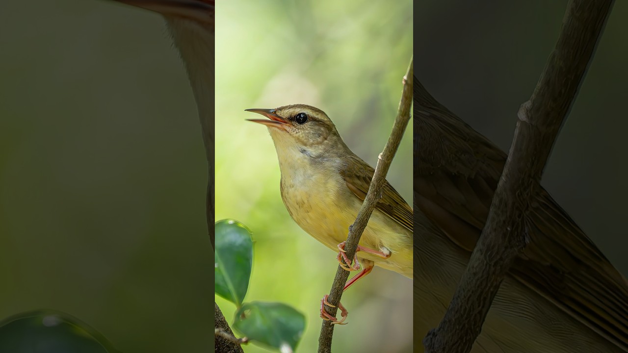 Swainson's Warbler #birdwatcher #birdingadventure #warbler #singer #singingbirds #relaxingsounds