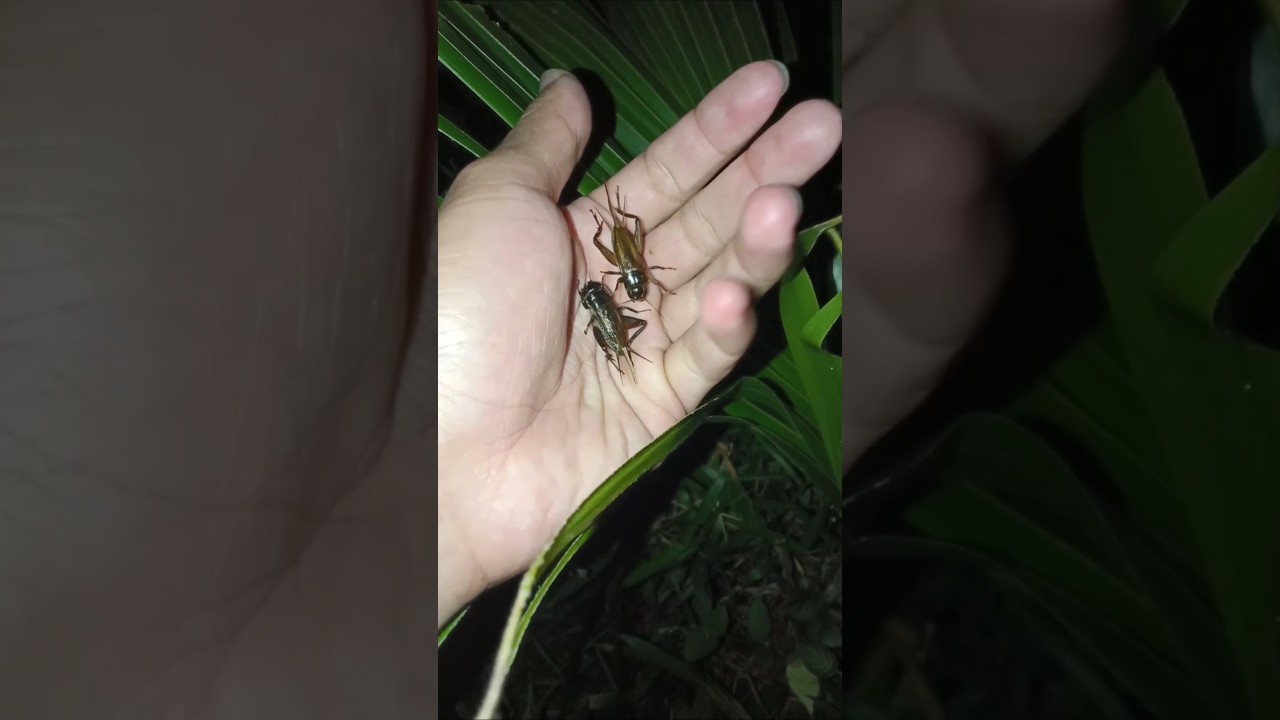 caught two big crickets at night #animals #nature #insects #cricket #shorts