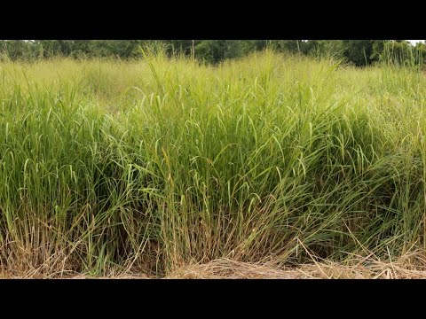 Forage that grows without fertilizer | Plants that solve Problems